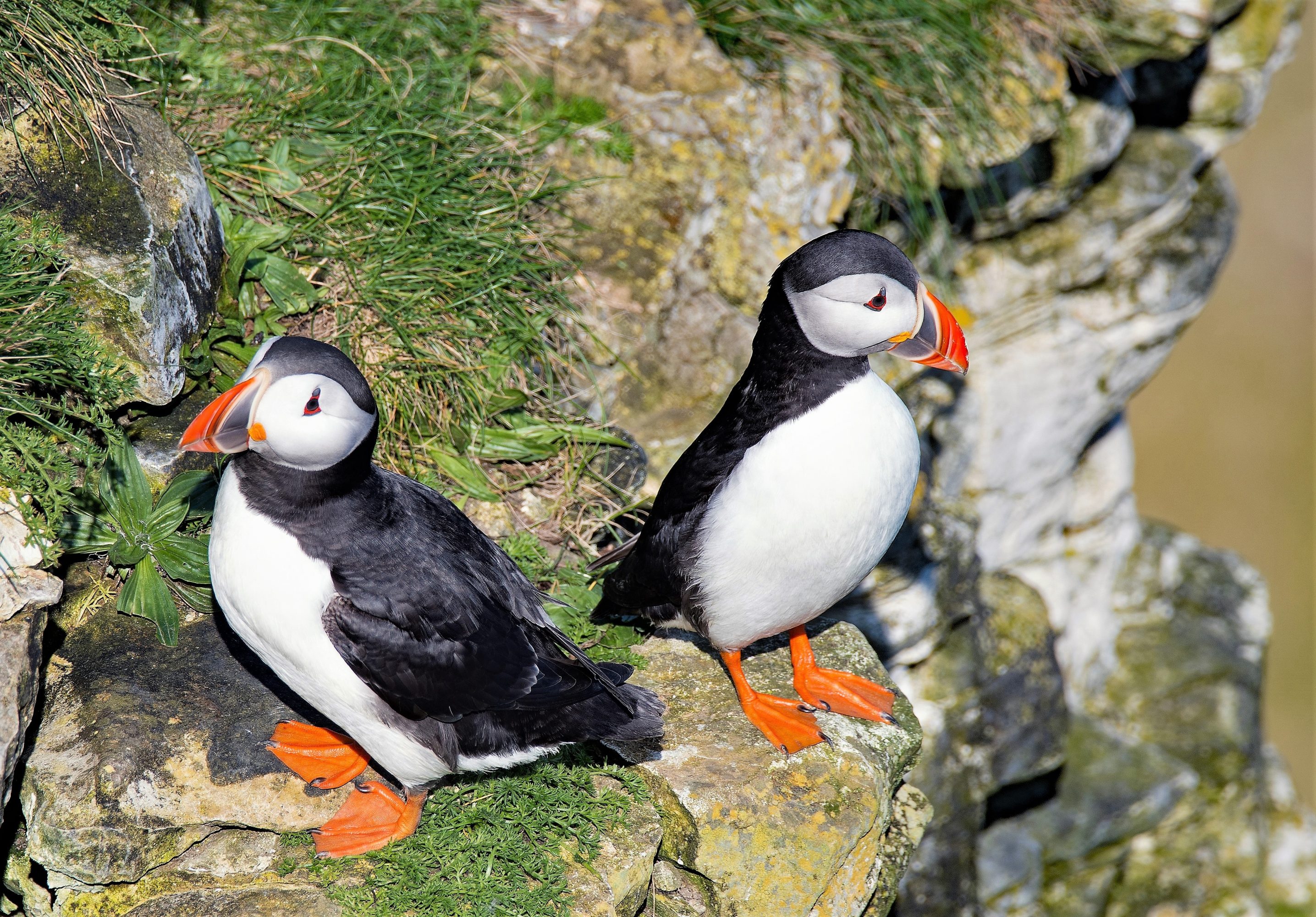 RSPB Bempton Cliffs | Anchor Bay